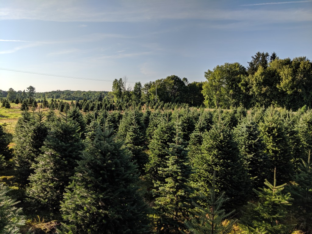 Three Seasons Christmas Tree Farm – 429 DryBridge Rd. Mexico, NY