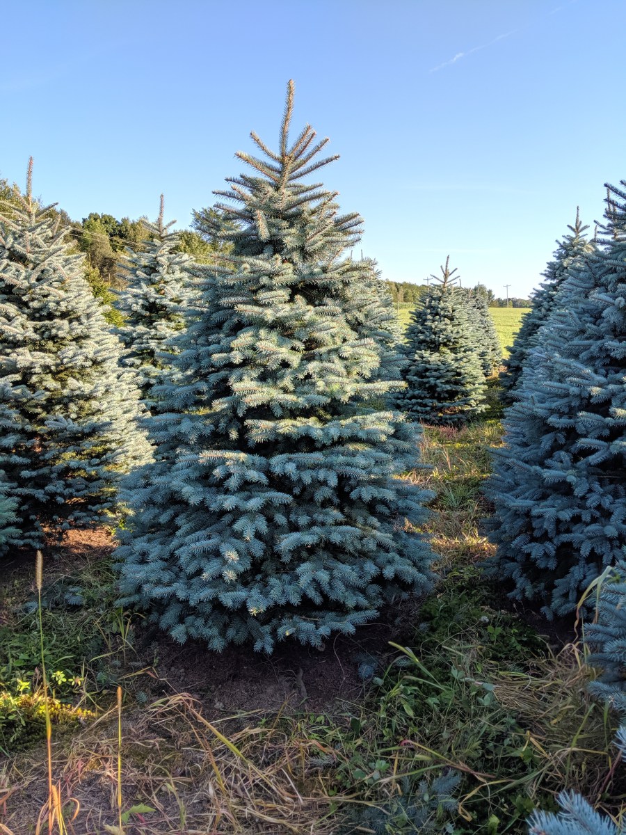 Three Seasons Christmas Tree Farm – 429 DryBridge Rd. Mexico, NY