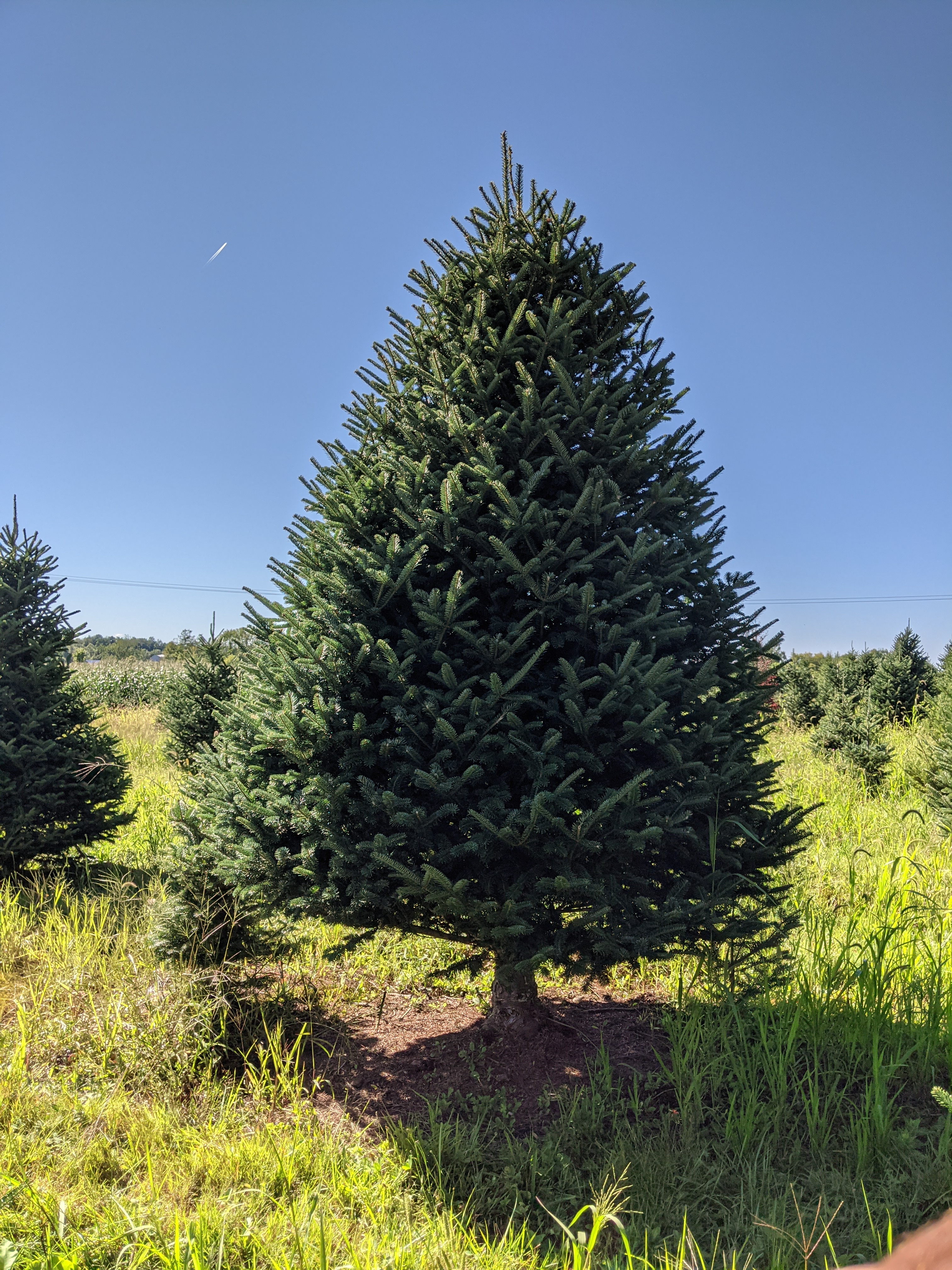 Three Seasons Christmas Tree Farm – 429 DryBridge Rd. Mexico, NY
